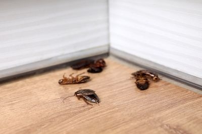The Challenges of Eliminating Roaches in Multi-Unit Housing | Las Vegas ...