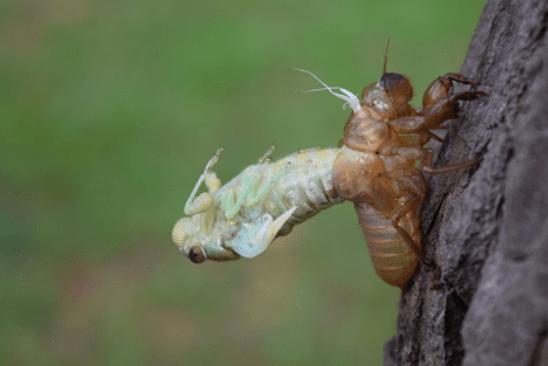 Cicada Extermination & Removal | Las Vegas, NV