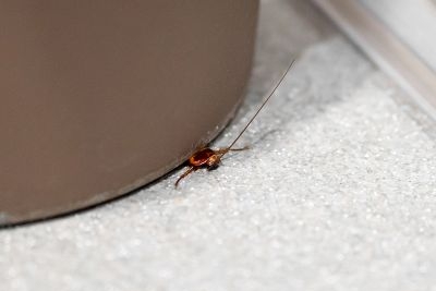 10 Common Cockroach Hiding Places | Las Vegas, NV | Flatliners Pest Control