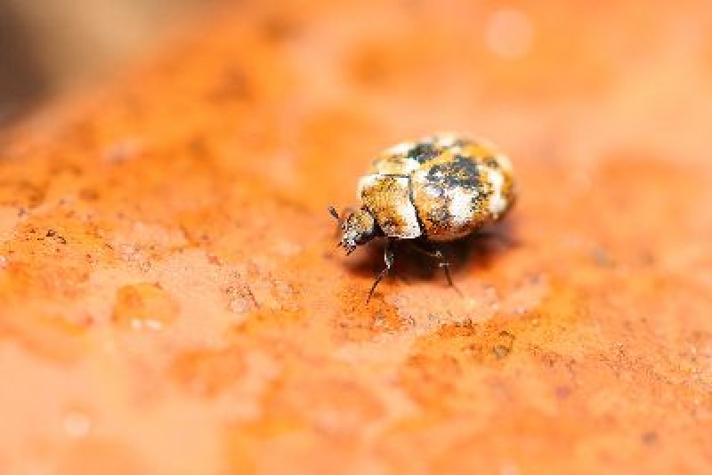 Identifying Carpet Beetle Infestations | Las Vegas, NV | Flatliners ...
