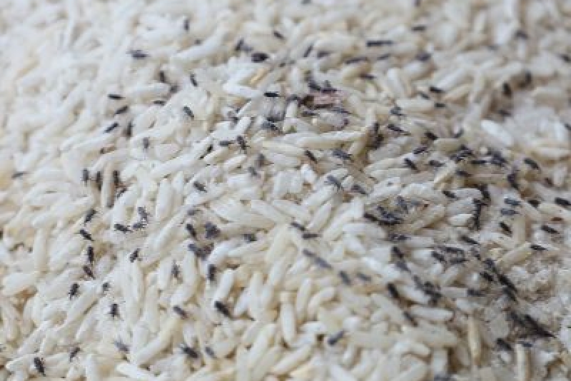 Pantry Pests In Las Vegas | Las Vegas, NV | Flatliners Pest Control