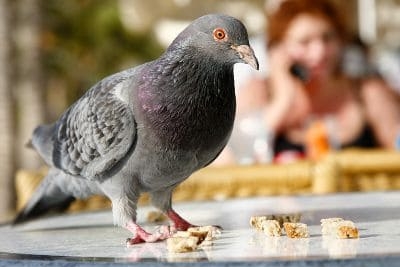 Effective Pigeon Control Methods For Urban Areas | Las Vegas, NV ...
