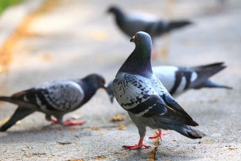 The Importance Of Regular Pigeon Control For Commercial Properties ...